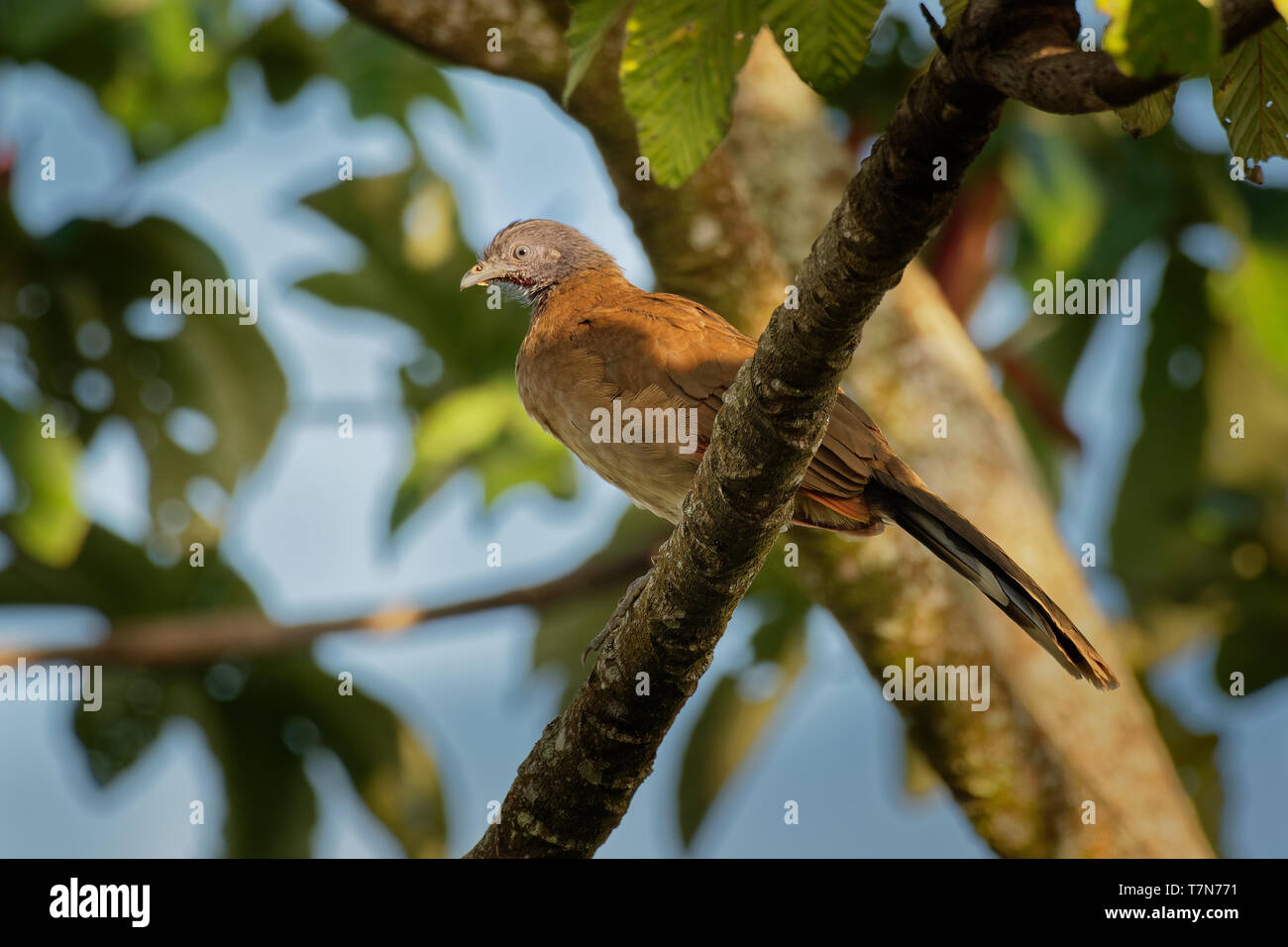 Cracidae family hi-res stock photography and images - Alamy