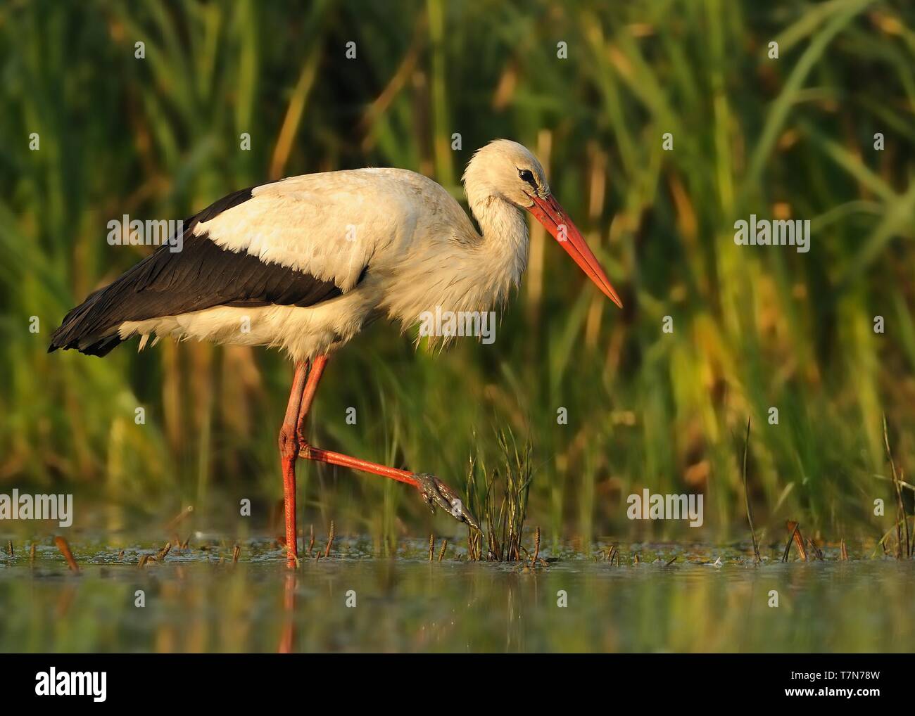 White stork with prey hi-res stock photography and images - Alamy