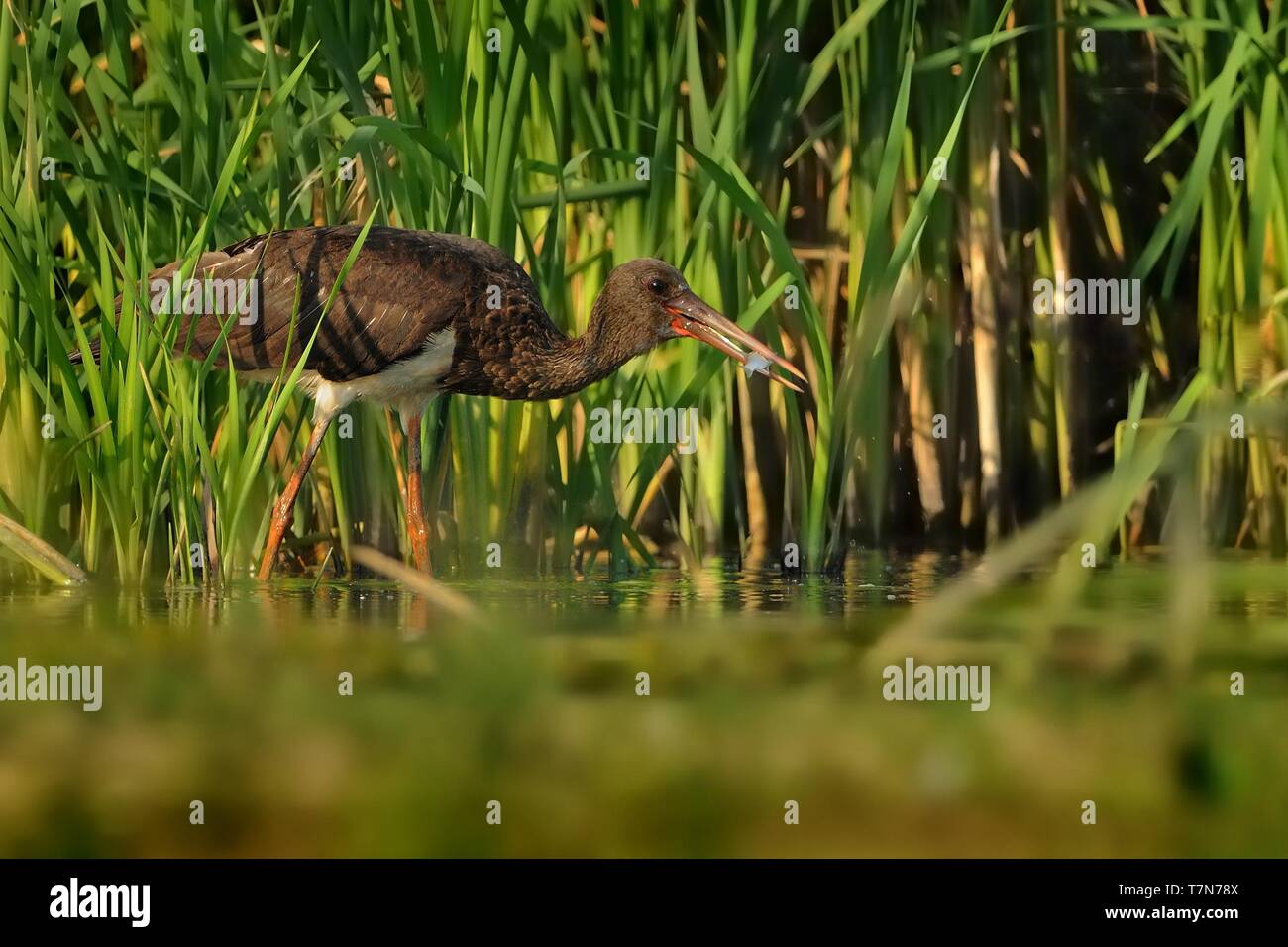 White stork hunting fish hi-res stock photography and images - Alamy