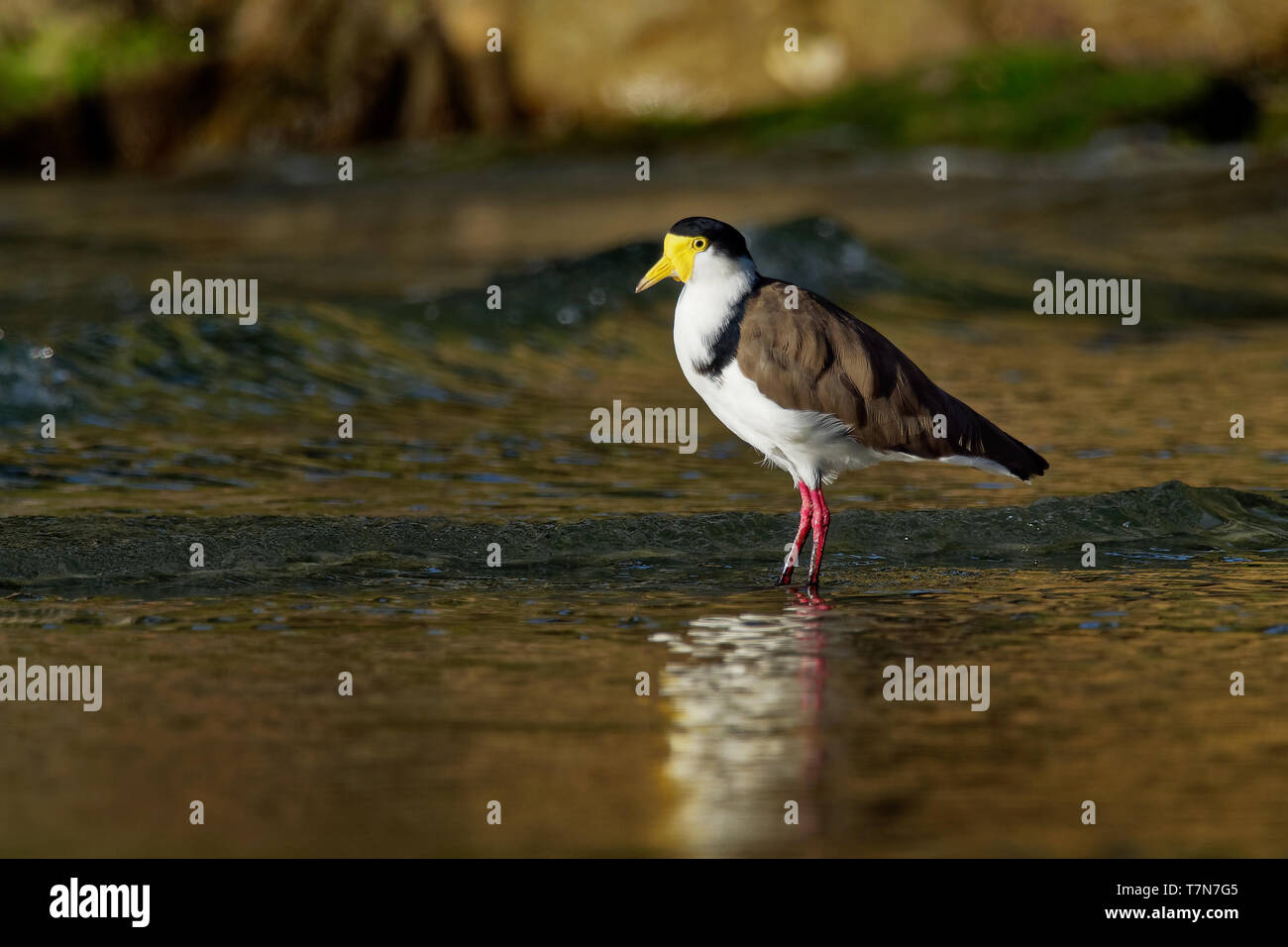 Vanellus miles - Masked Lapwing, wader from Australia and New Zealand ...