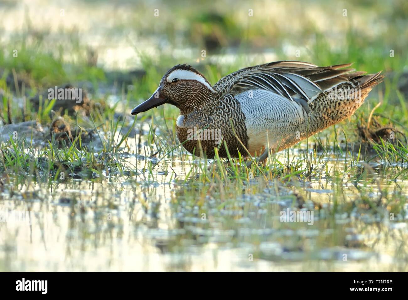 Garganey summer hi-res stock photography and images - Alamy