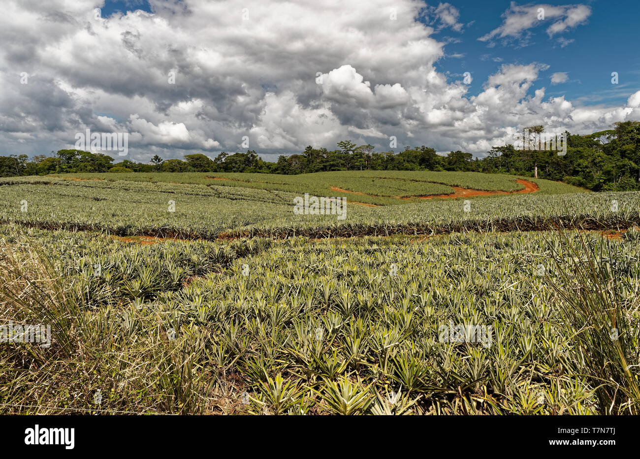 Pineapple plantations in Costa Rica, fruit agriculture in Central ...