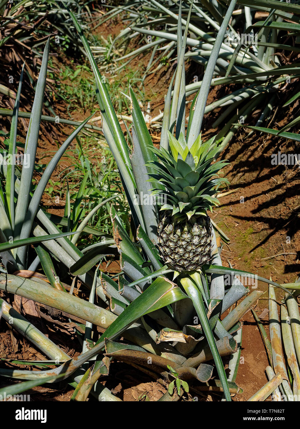 Pineapple plantations in Costa Rica, fruit agriculture in Central ...