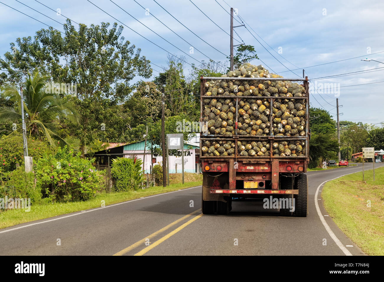 Pineapple plantations in Costa Rica, fruit agriculture in Central ...