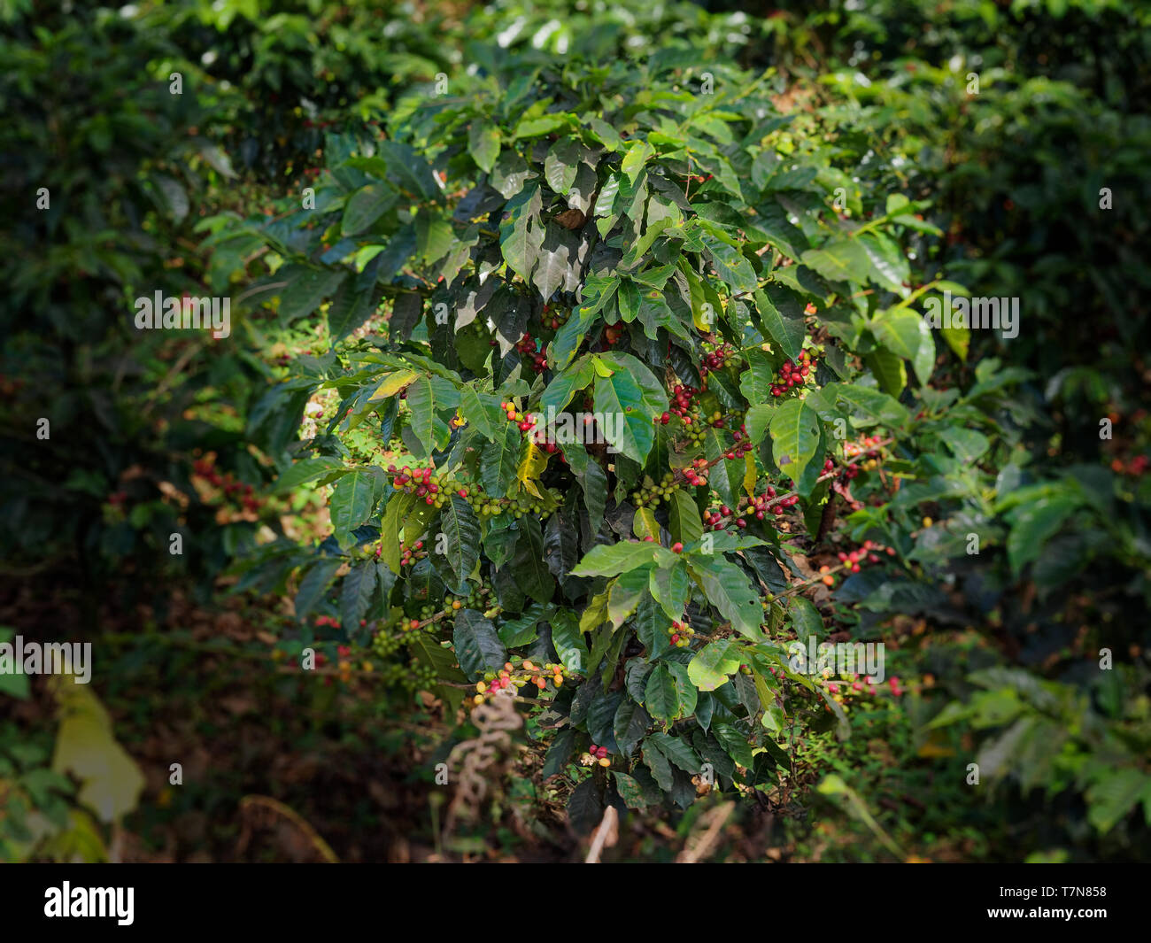 Costa Rica Coffea plantations. Coffea is a genus of flowering plants in ...