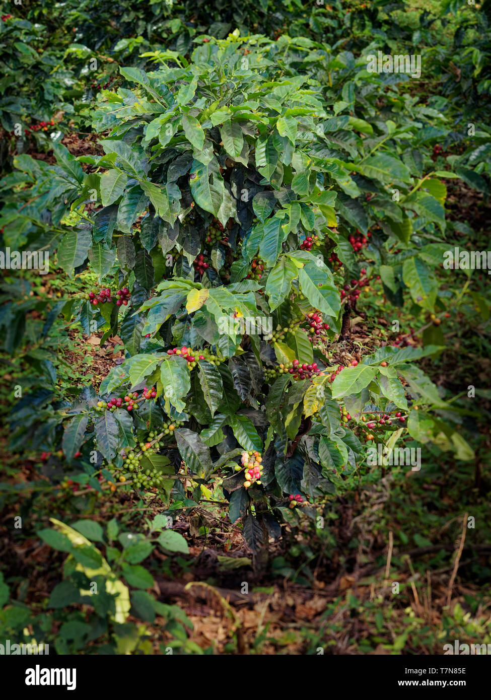 Costa Rica Coffea plantations. Coffea is a genus of flowering plants in ...