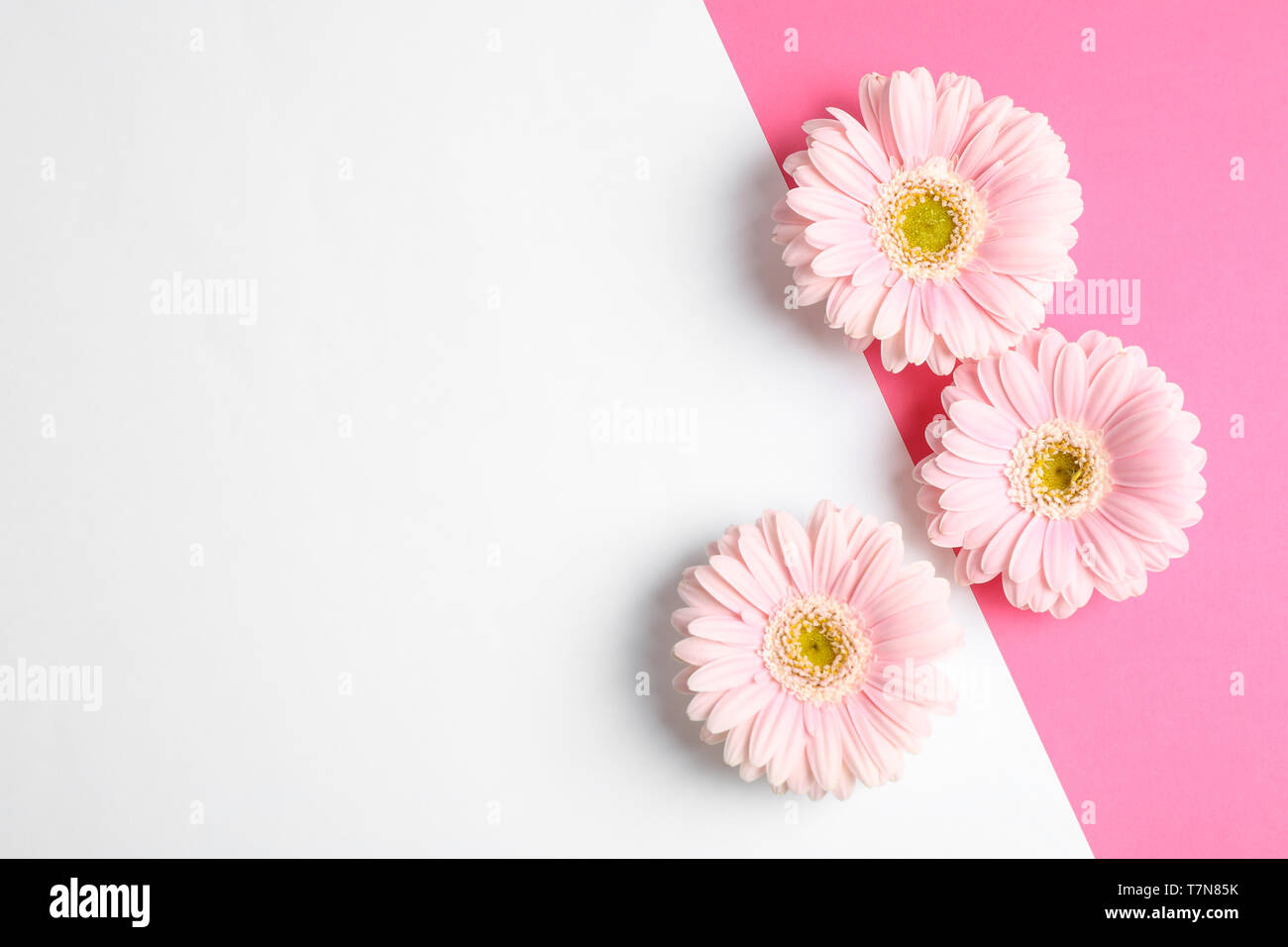 Beautiful gerbera flowers on two tone background, space for text Stock ...