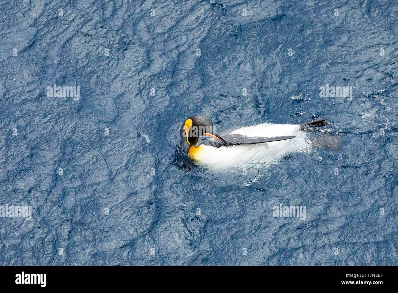 Ile de la possession hi-res stock photography and images - Alamy