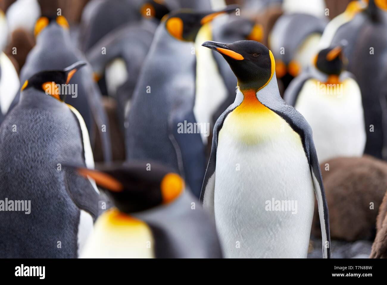 French island ile de re birds hi-res stock photography and images - Alamy