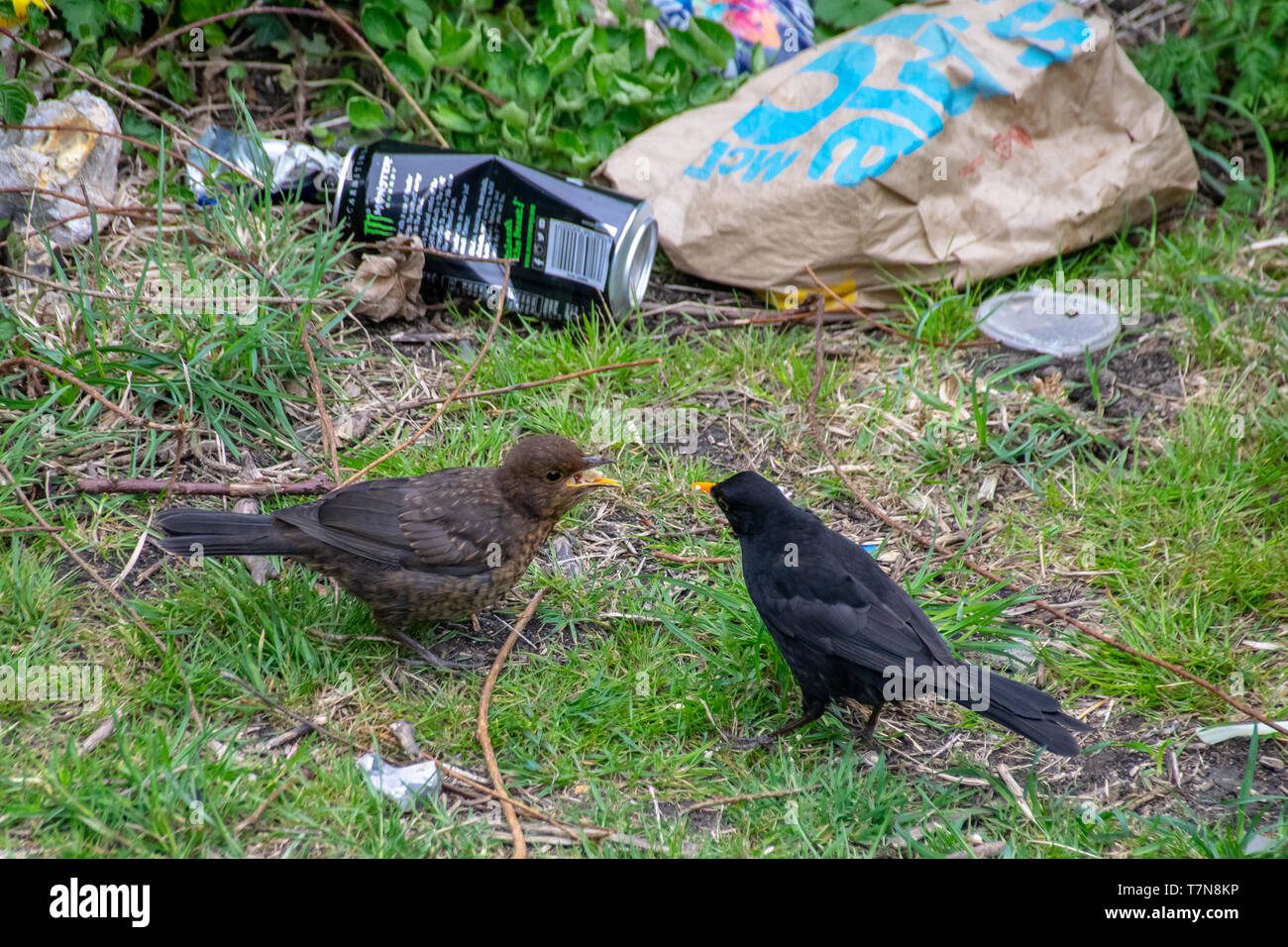 Amongst garbage and rubbish a male blackbird (turdus merula) feeding ...