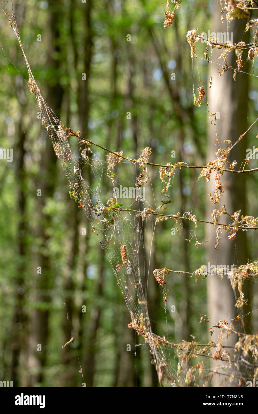 Damage, defoliation and deforestation caused by high numbers of winter ...