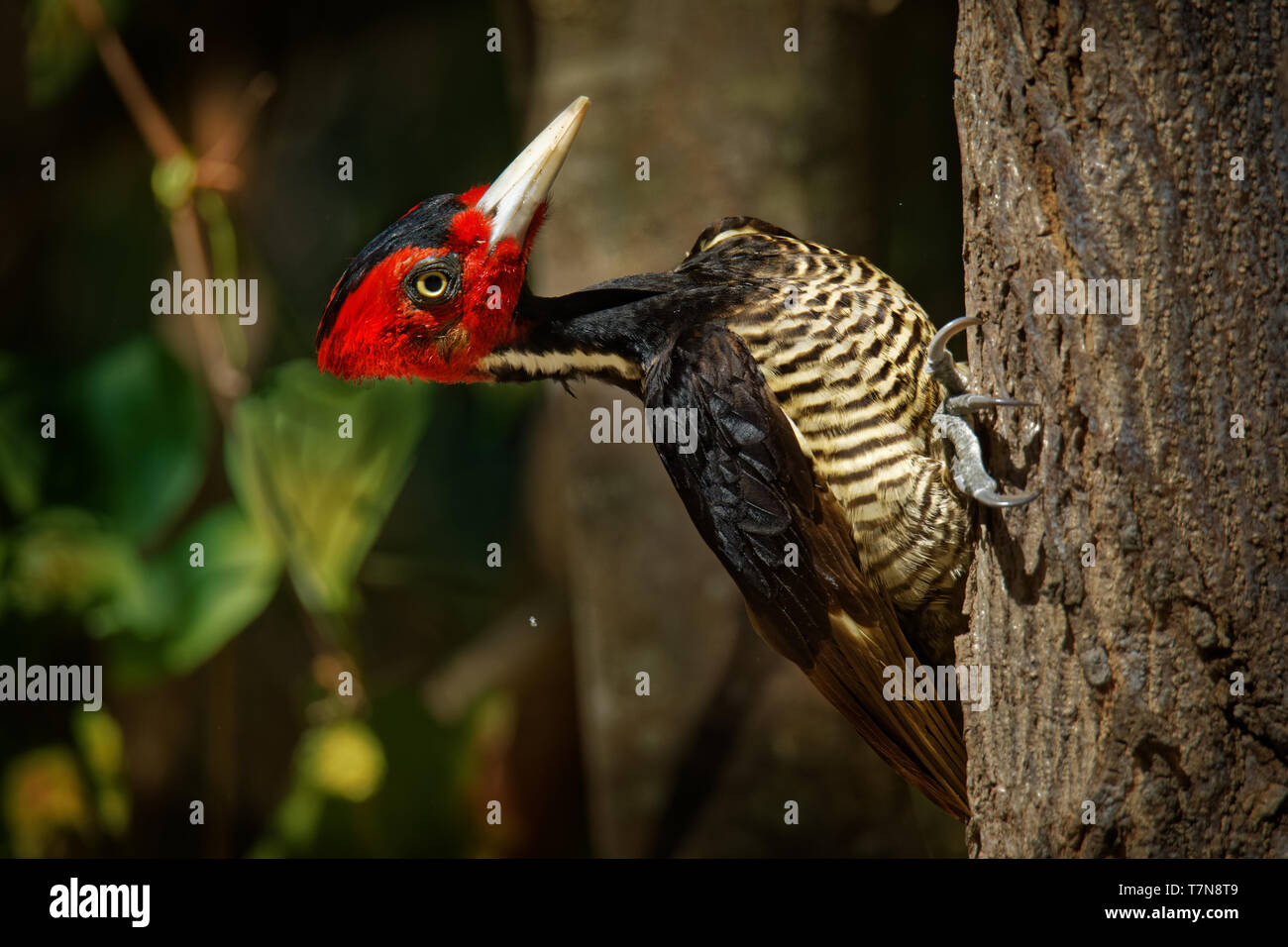 Pale-billed woodpecker - Campephilus guatemalensis is a very large ...