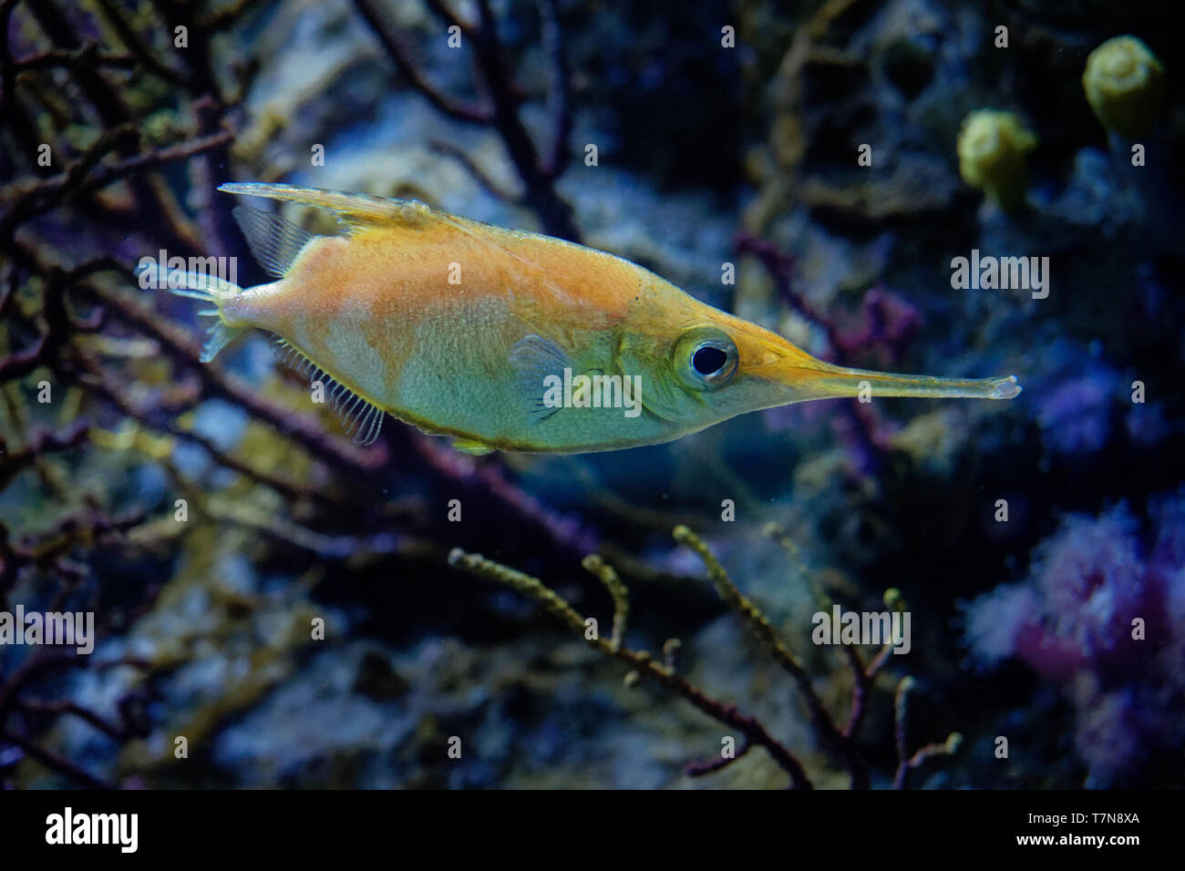 Longspine snipefish or common bellowsfish hi-res stock photography and ...