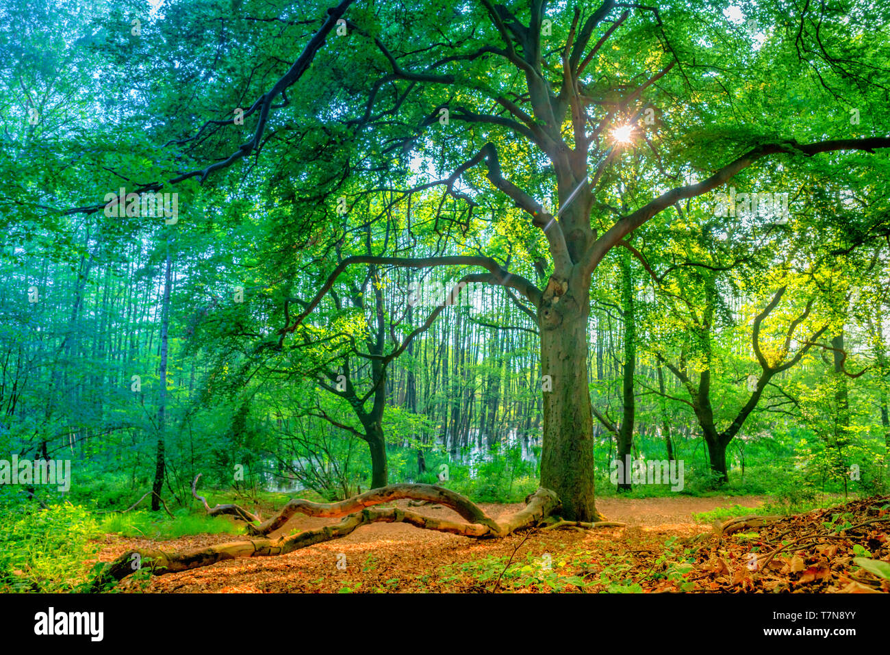 Snap shot in a forest close by my city. Puffed up by lightroom Stock ...