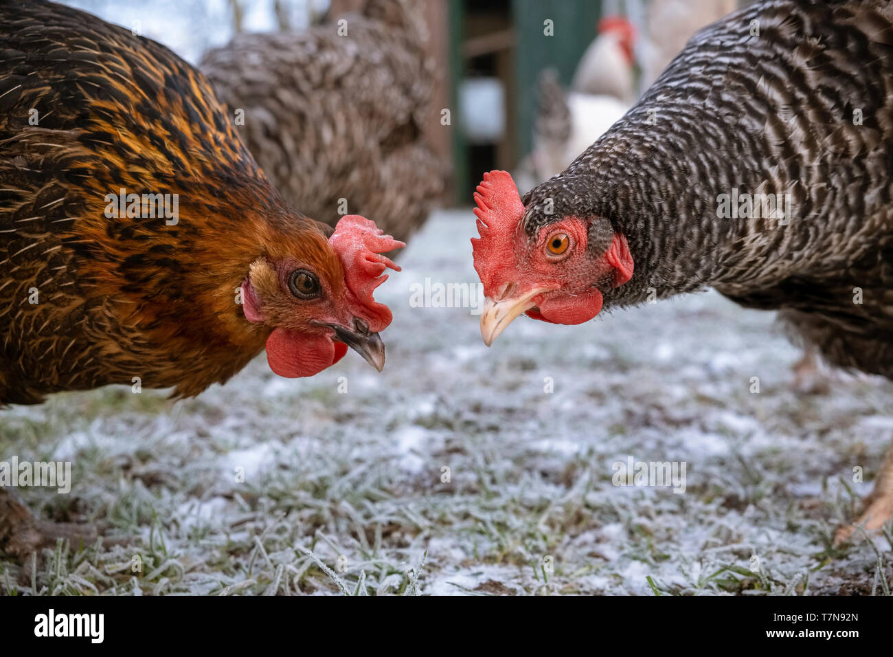 Free ranging hi-res stock photography and images - Alamy