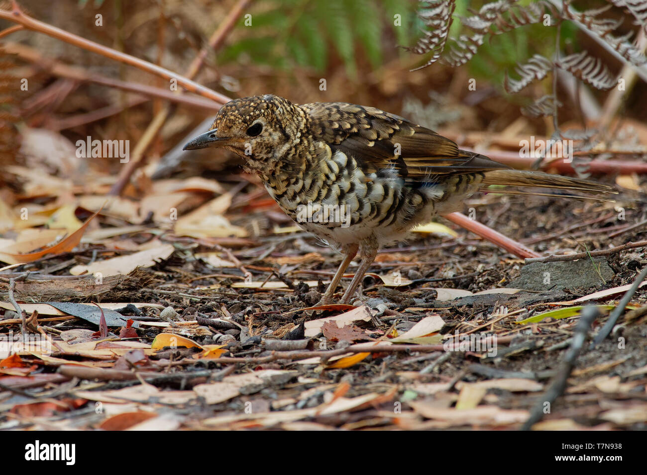 Olive tailed thrush hi-res stock photography and images - Alamy