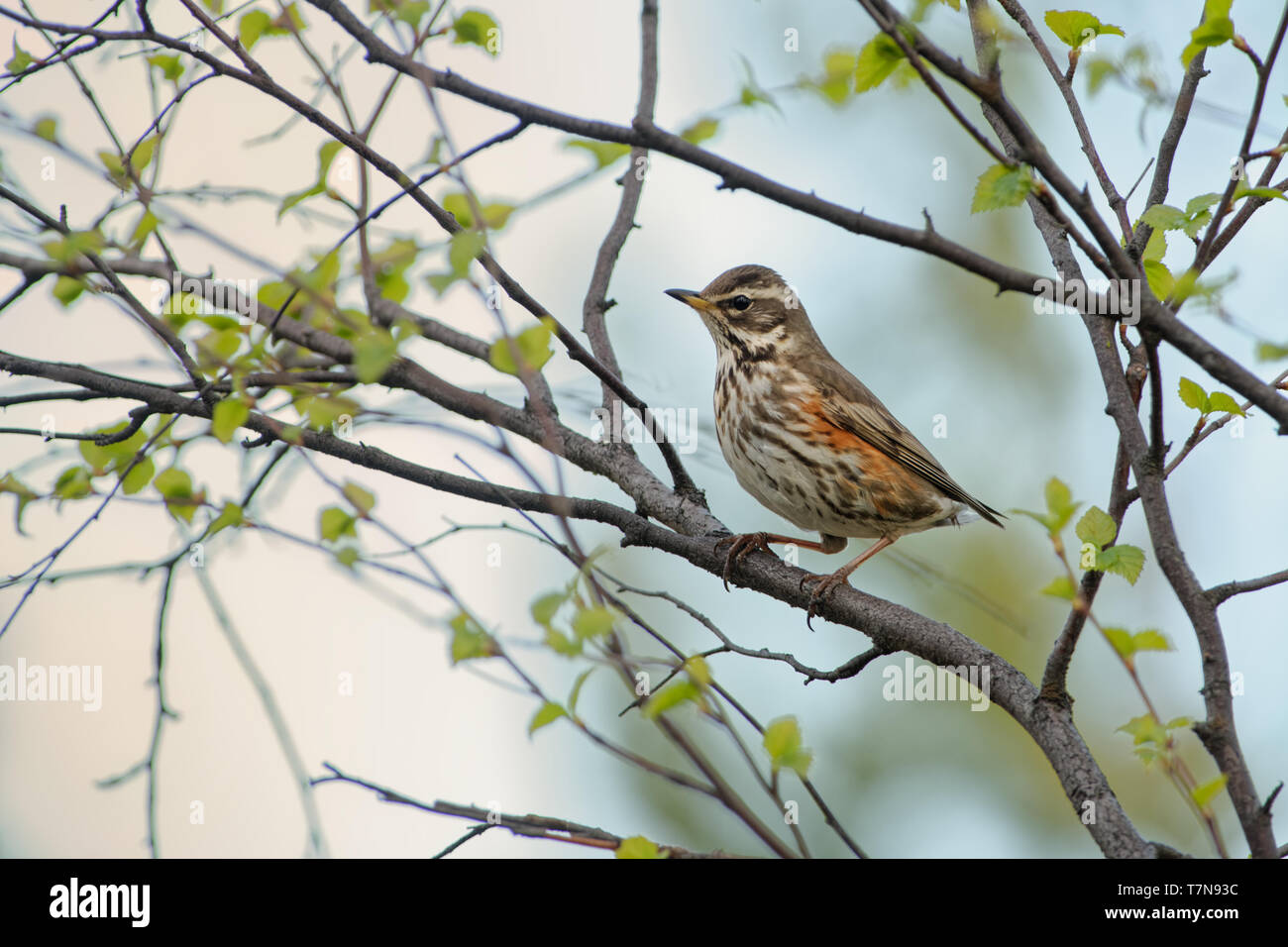 Nest of the Redwing - Turdus iliacus, bird in the thrush family ...