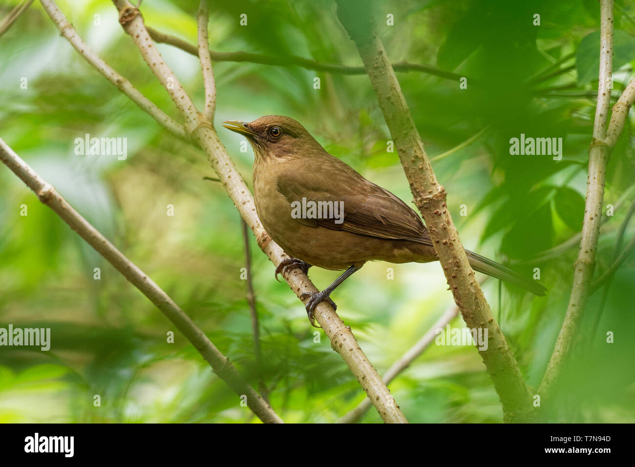 Clay-colored Thrush - Turdus grayi common Middle American bird of the ...