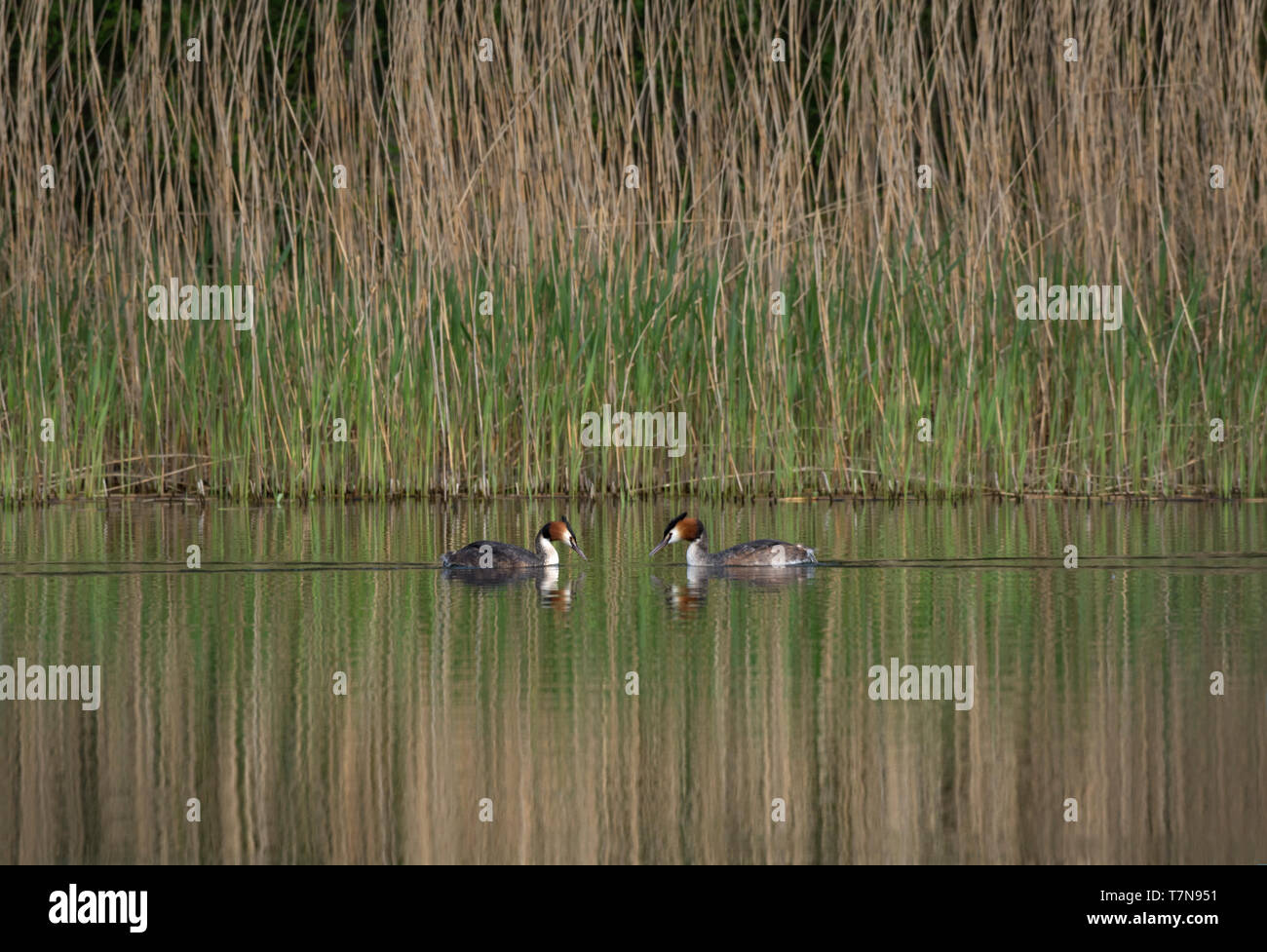 Great crested grebe mating hi-res stock photography and images - Alamy