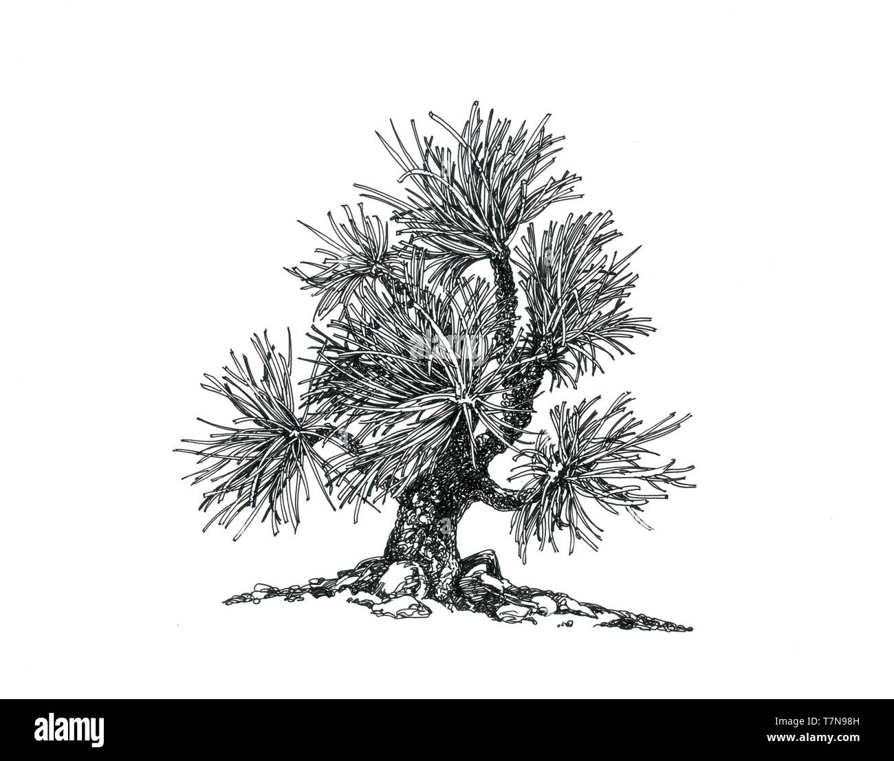 Little pine, ink drawing Stock Photo - Alamy
