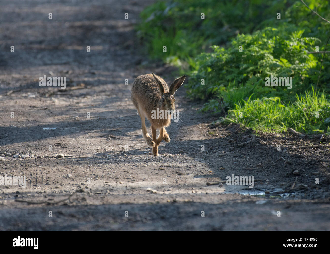 Hare front view hi-res stock photography and images - Alamy