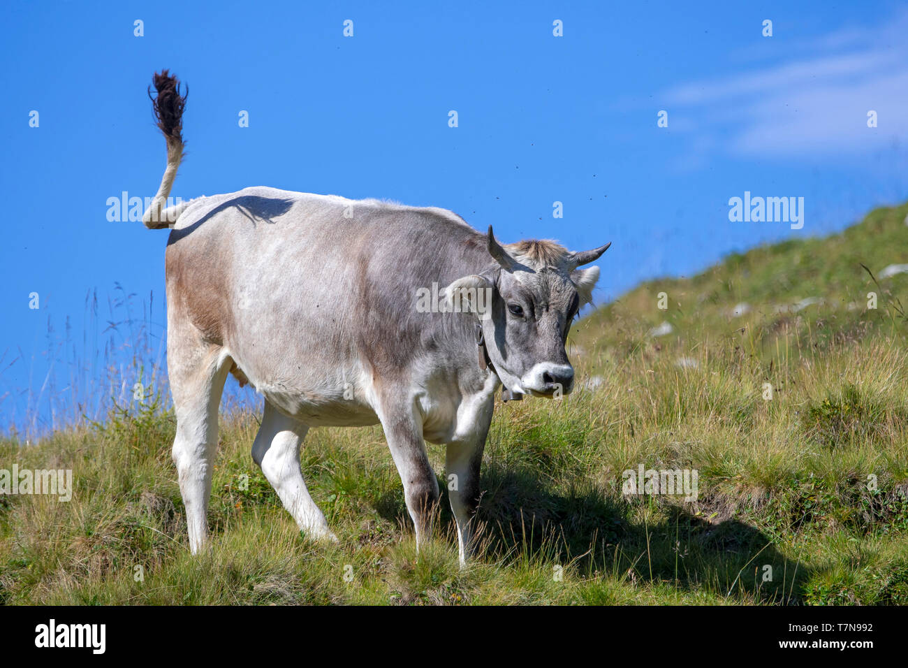 Domestic Cattle, Tyrolese Grey Cattle. Cow on an alpine meadow. Tyrol ...