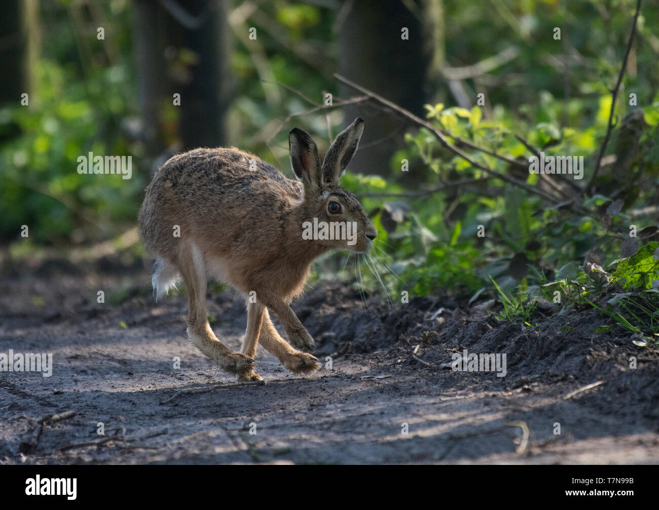Hare front view hi-res stock photography and images - Alamy