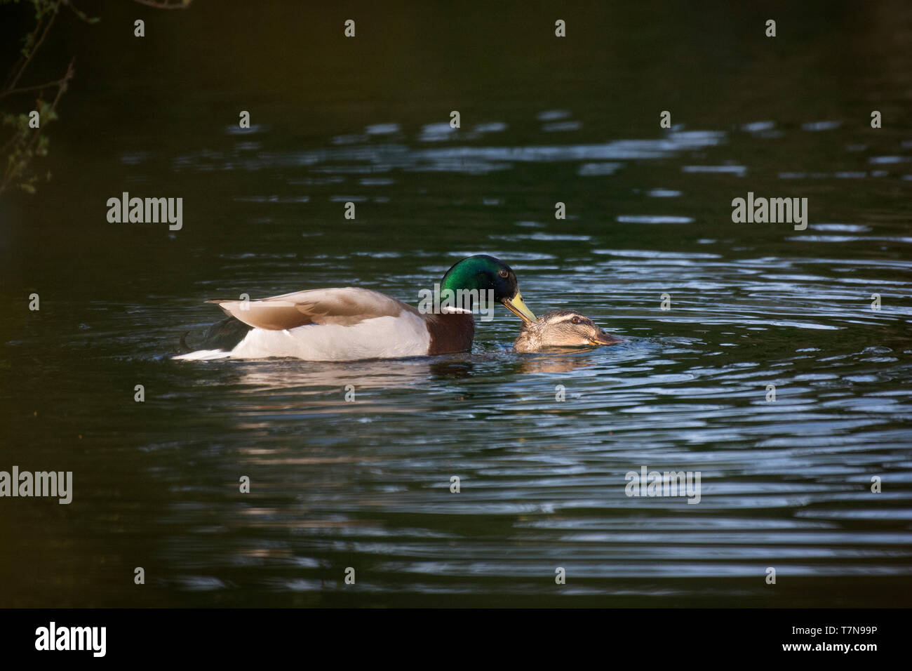 Mallard ducks, Anas platyrhynchos, male and female mating in water ...