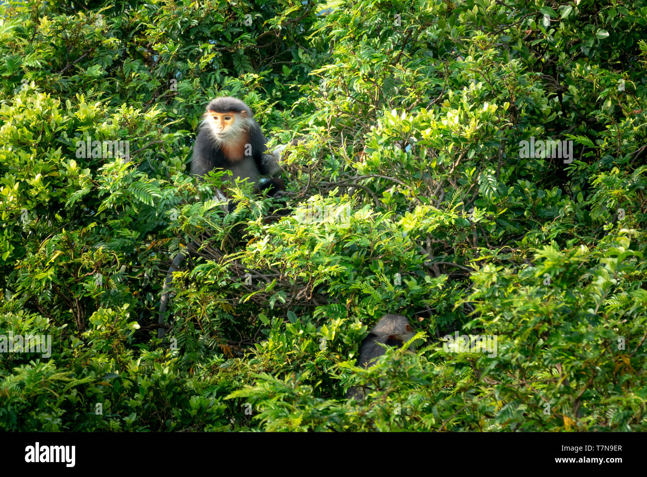 Fly to da nang hi-res stock photography and images - Alamy