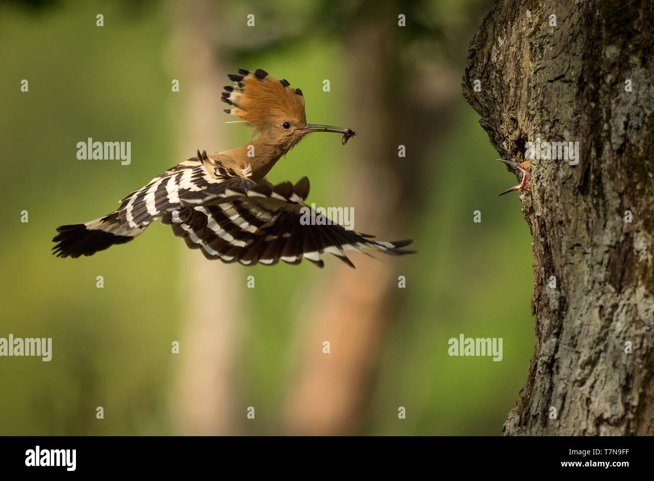 Baby hoopoe hi-res stock photography and images - Alamy