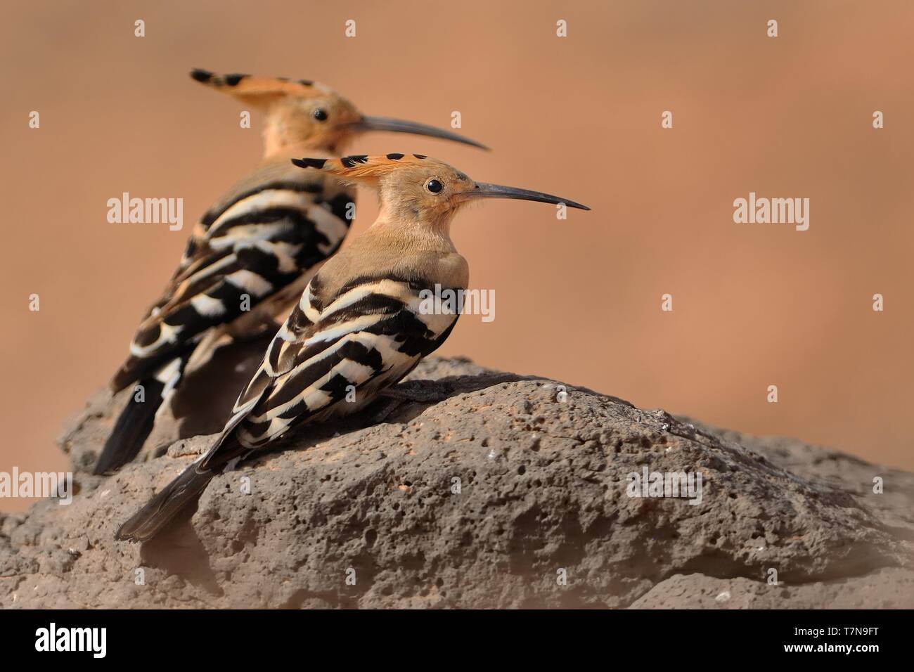 Eurasian hoopoe upupa epops pair hi-res stock photography and images ...