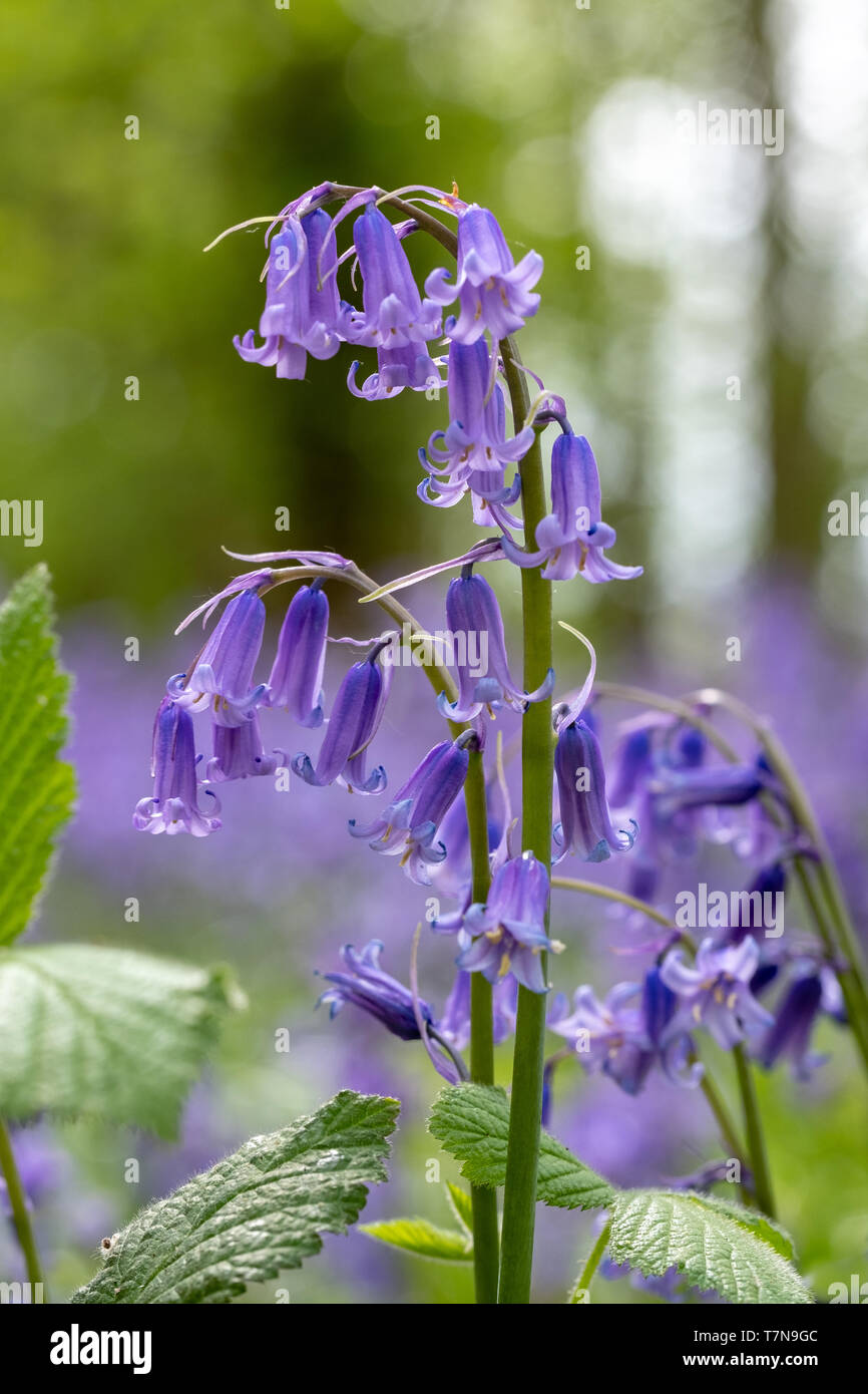Macro image of bluebells in Dockey Wood on the National Trust Ashridge ...