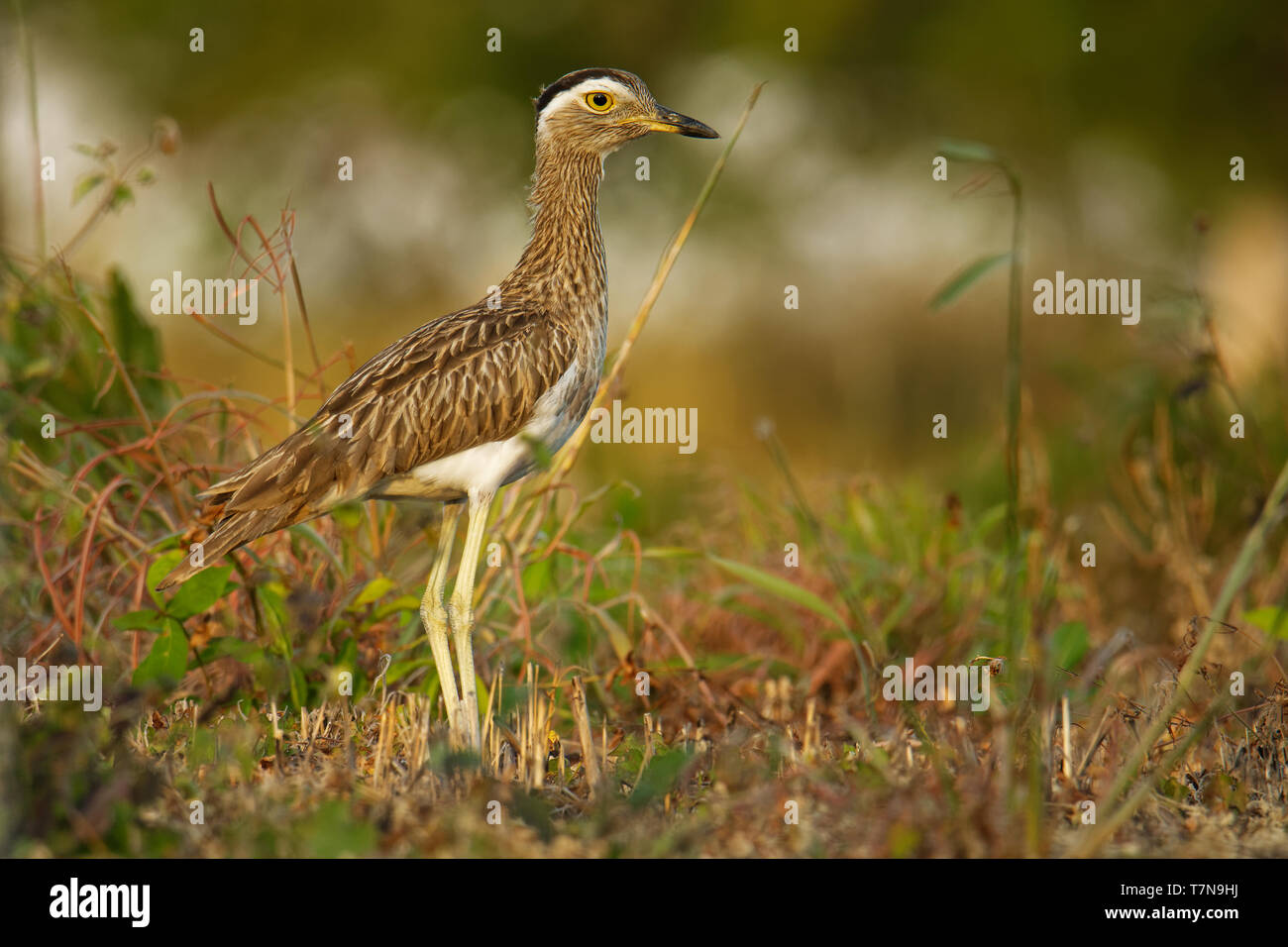 Aguaro national park hi-res stock photography and images - Alamy