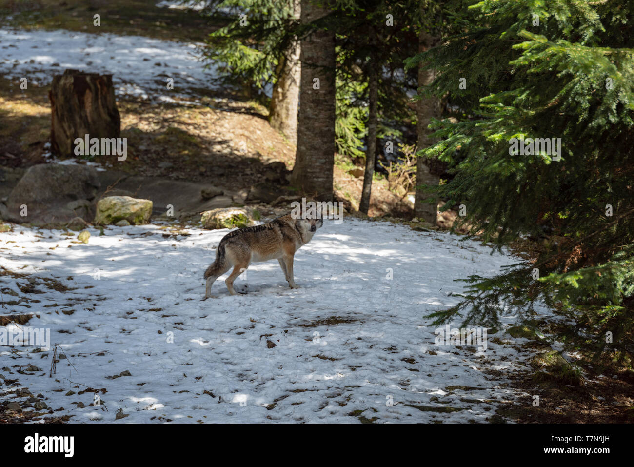 Grey wolf habitat europe hi-res stock photography and images - Alamy