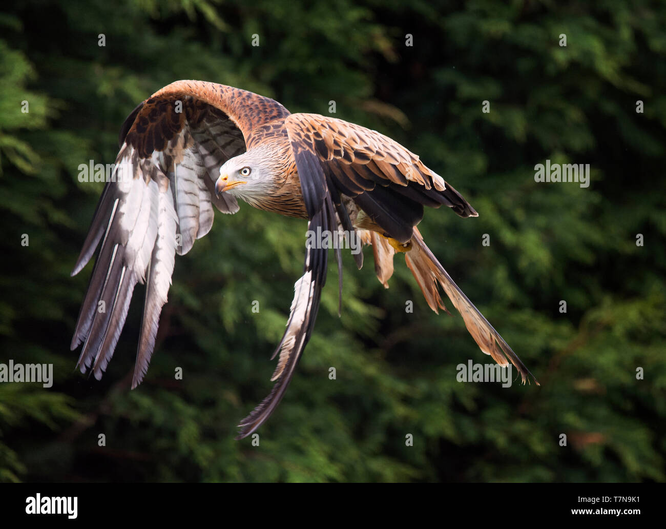 Red Kite, Milvus milvus, in flight, in front of trees, Haworth, West ...