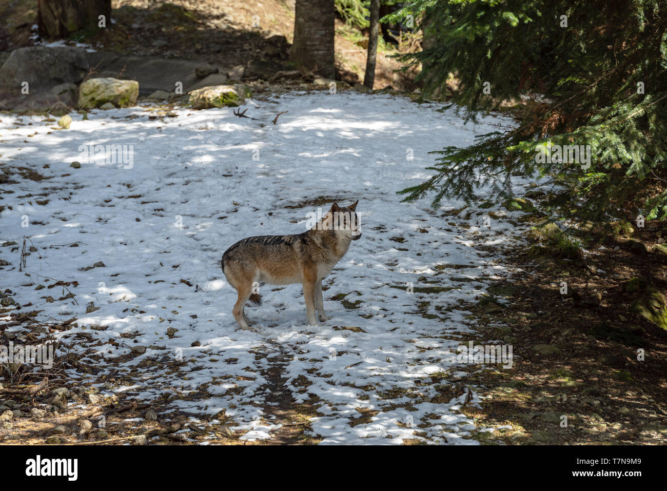 Grey wolf habitat europe hi-res stock photography and images - Alamy