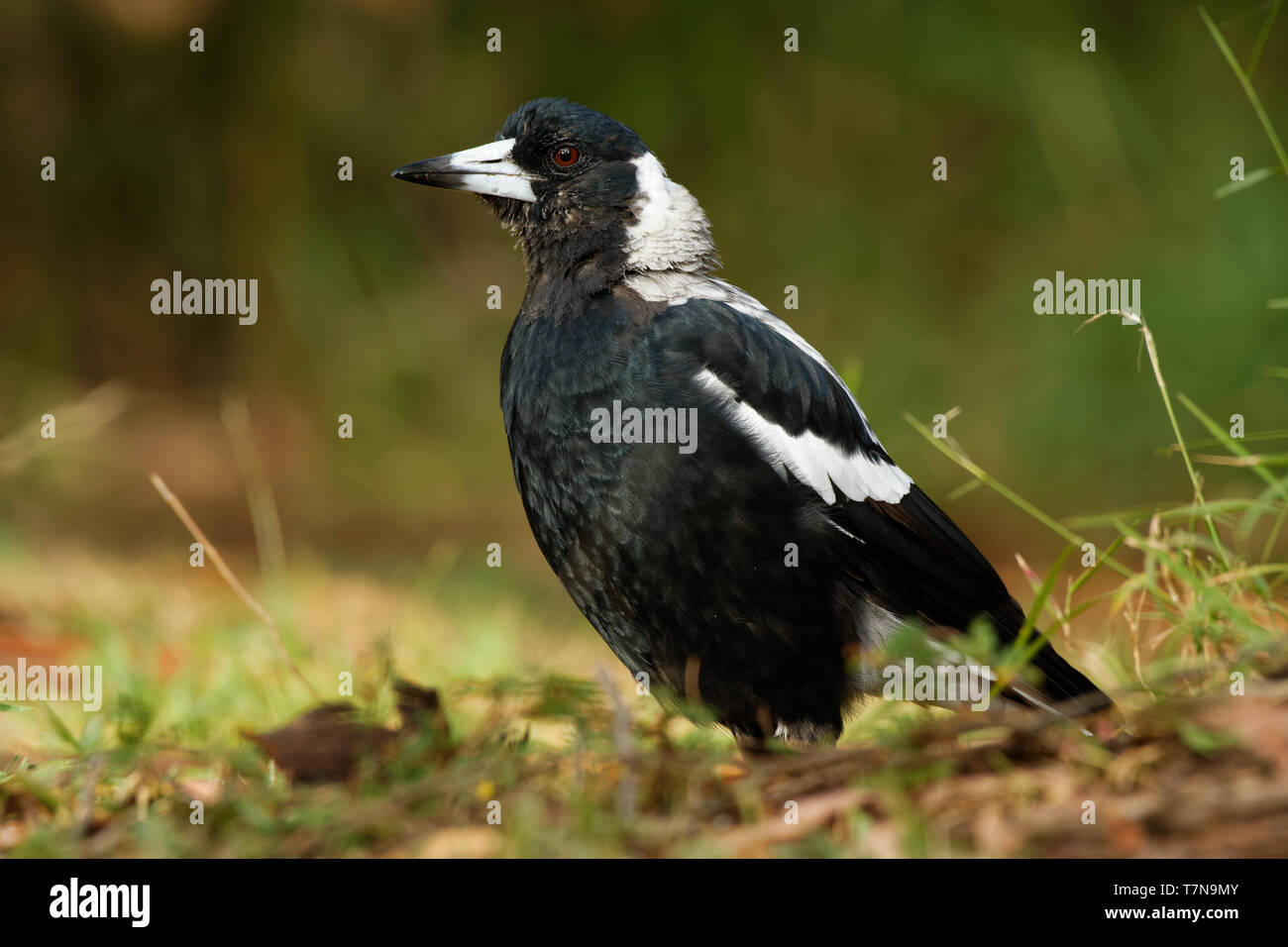 Gymnorhina tibicen - Australian Magpie in Australia, New Zealand Stock ...