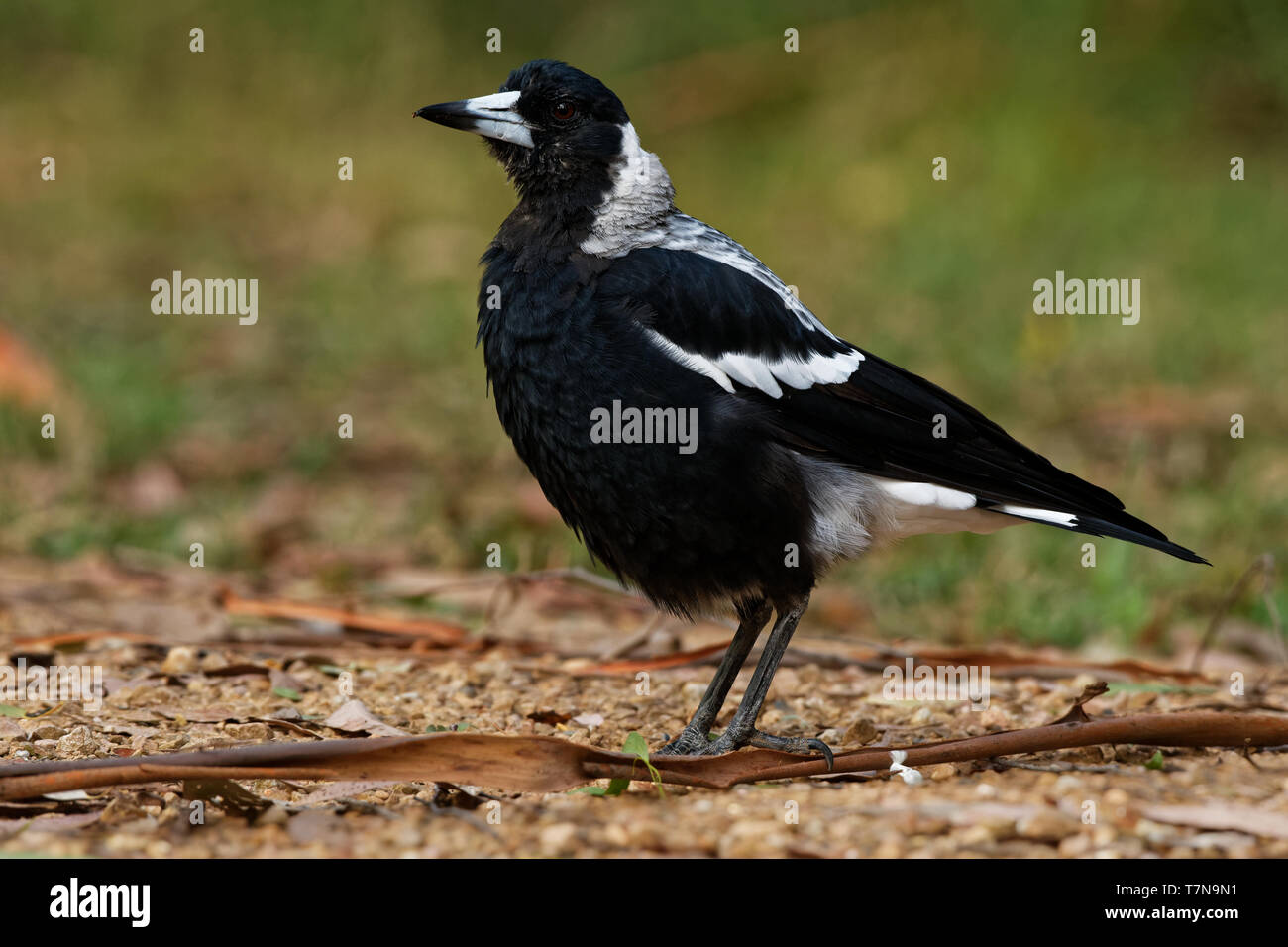 Gymnorhina tibicen - Australian Magpie in Australia, New Zealand Stock ...