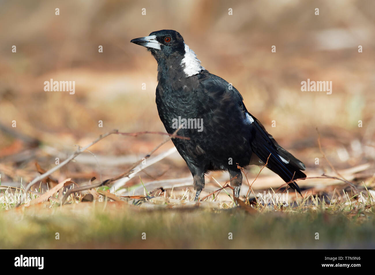 Gymnorhina tibicen - Australian Magpie in Australia, New Zealand Stock ...
