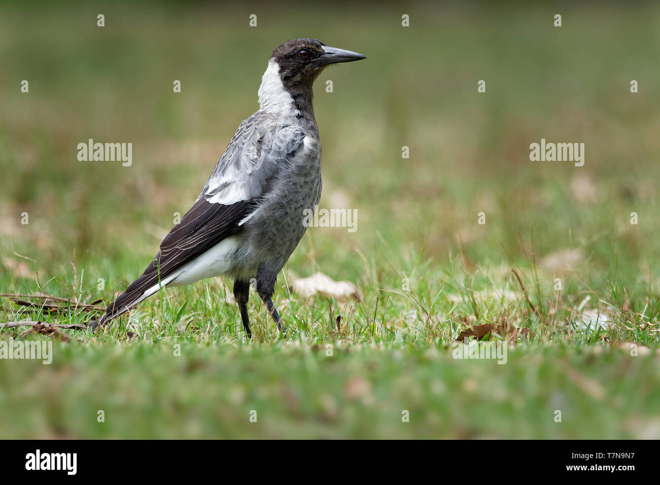Gymnorhina tibicen - Australian Magpie in Australia, New Zealand Stock ...