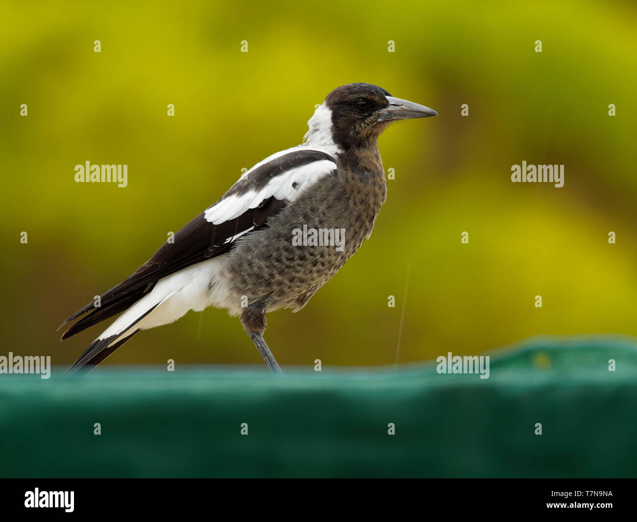 Gymnorhina tibicen - Australian Magpie in Australia, New Zealand Stock ...