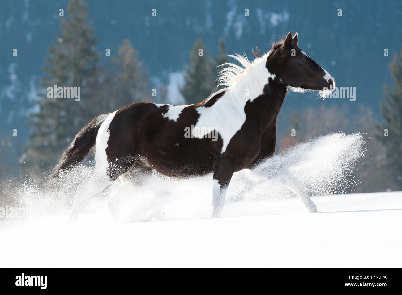 Piebald horse black hi-res stock photography and images - Alamy