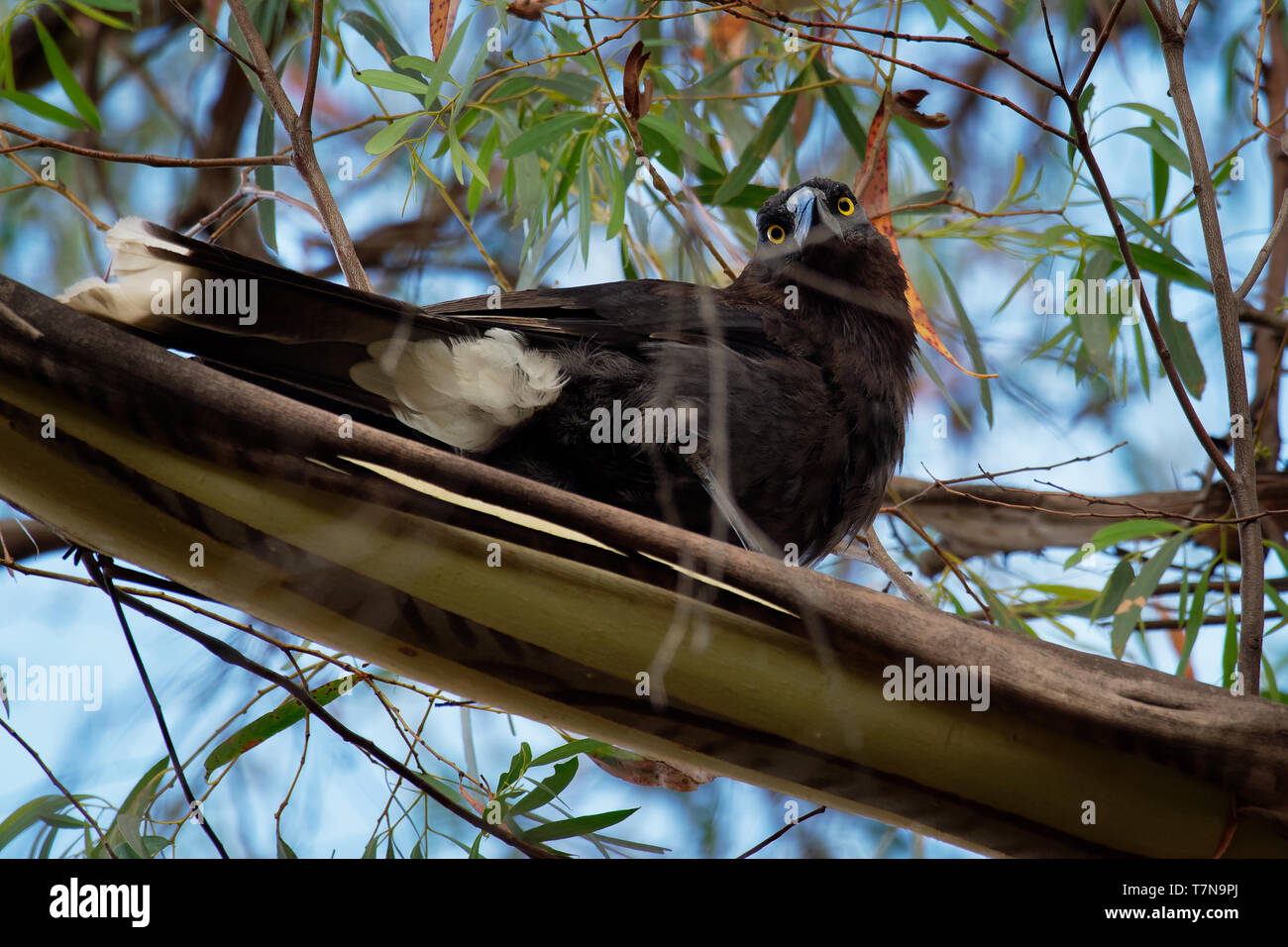 Grey Currawong - Strepera versicolor is a large passerine bird native ...