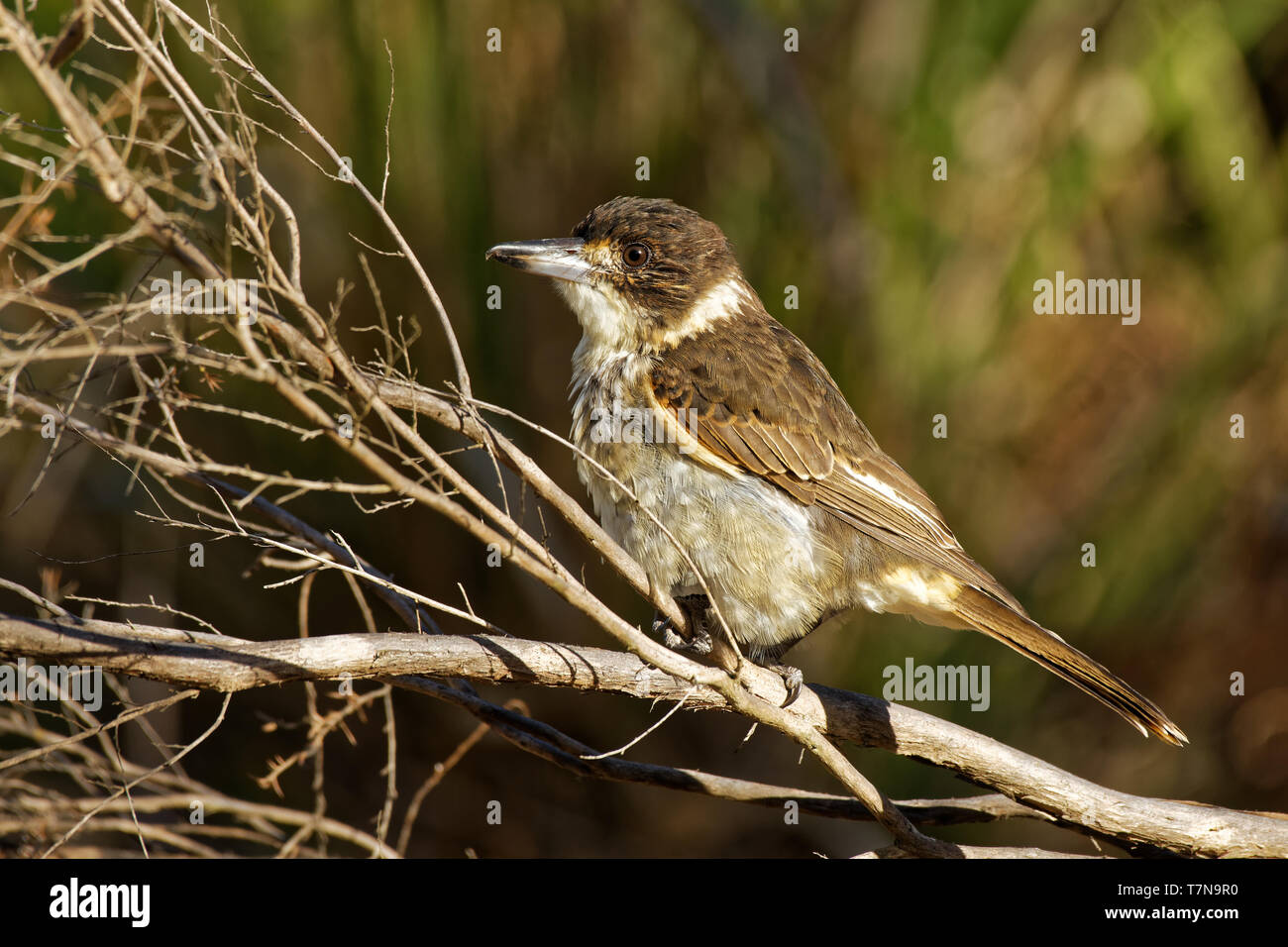 Grey butcherbird - Cracticus torquatus is a widely distributed species ...