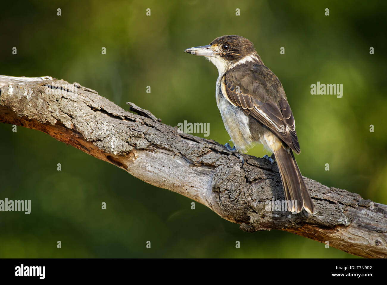 Grey butcherbird - Cracticus torquatus is a widely distributed species ...