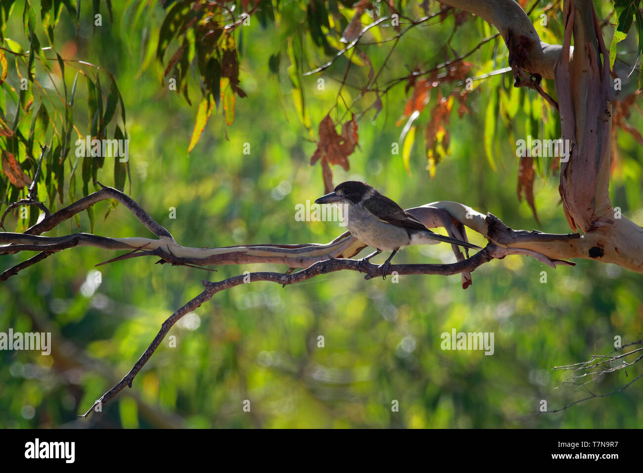 Grey butcherbird - Cracticus torquatus is a widely distributed species ...