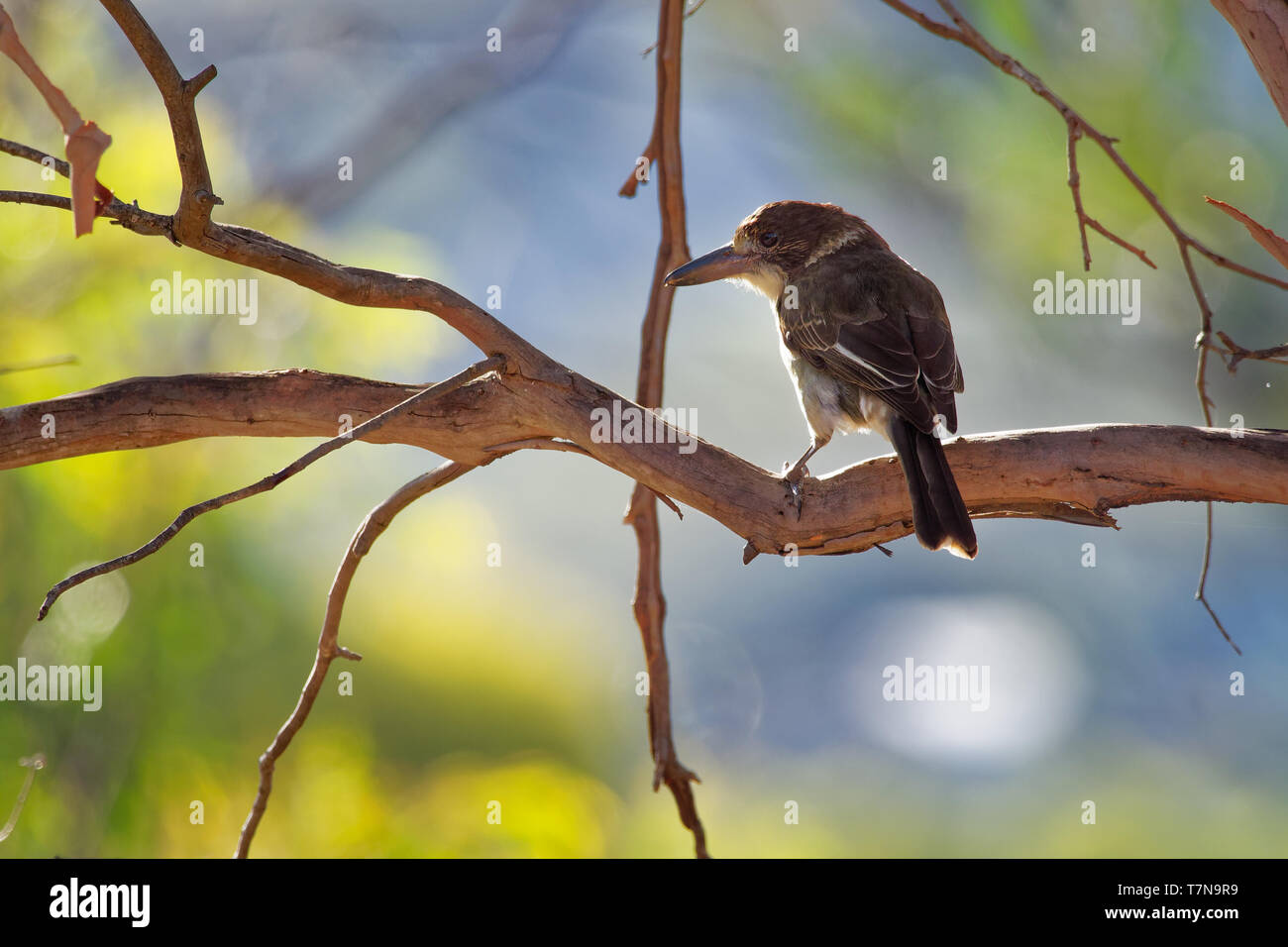 Grey butcherbird - Cracticus torquatus is a widely distributed species ...