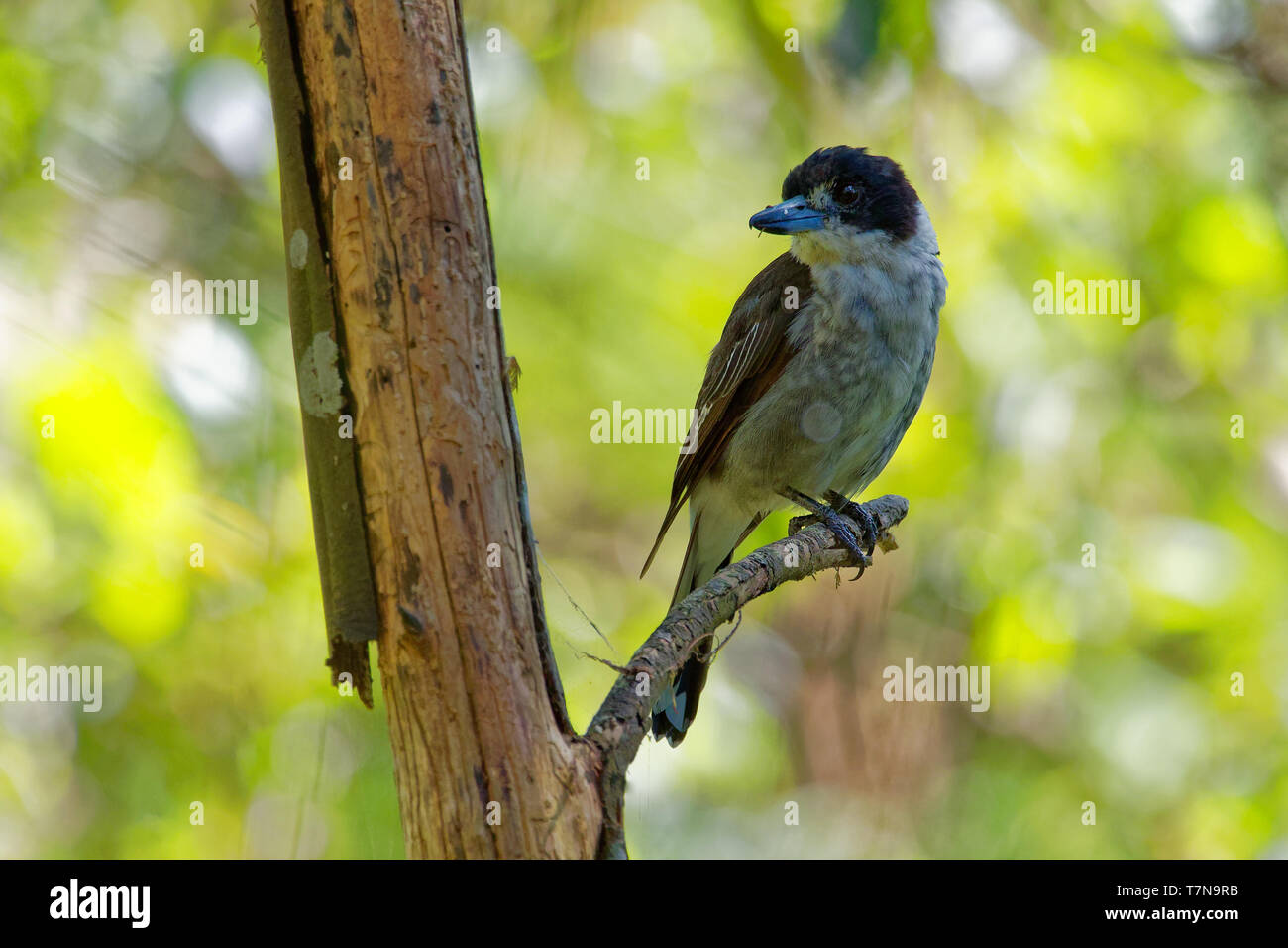 Grey butcherbird - Cracticus torquatus is a widely distributed species ...