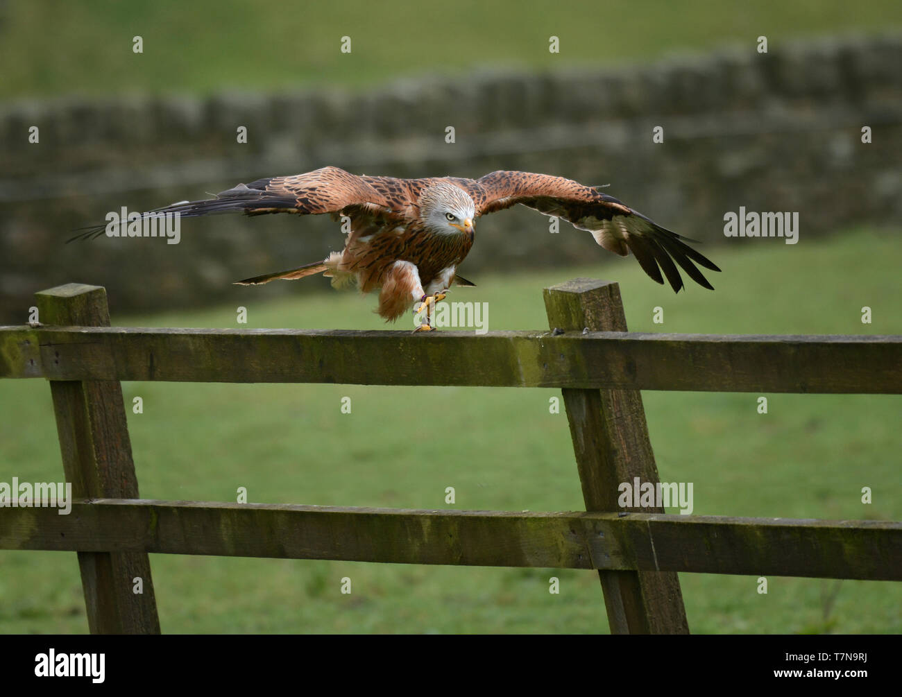 Red Kite, Milvus milvus, walking on fence, Haworth, West Yorkshire ...