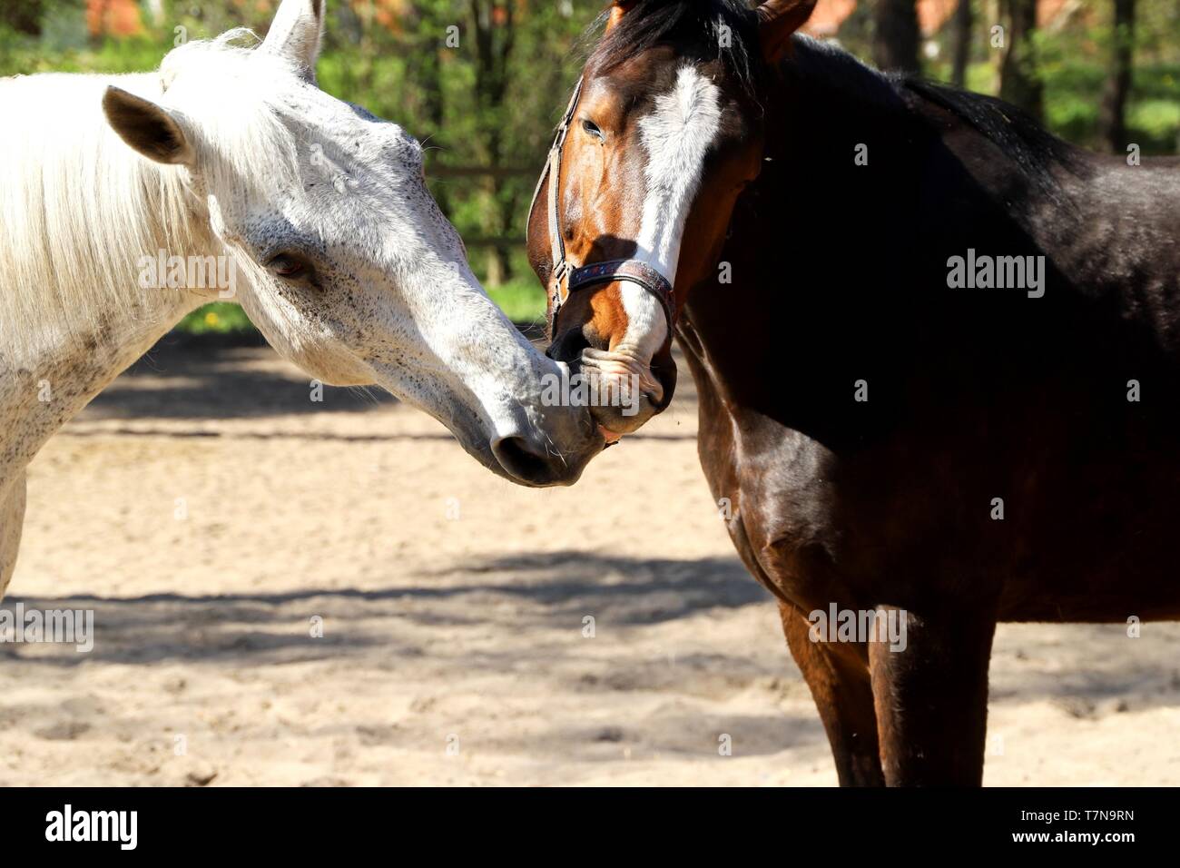 Couple horse riding forest hi-res stock photography and images - Alamy